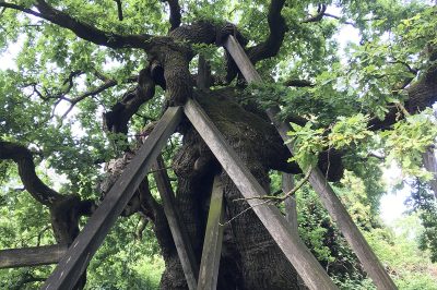 Verkoop | Grote Boom